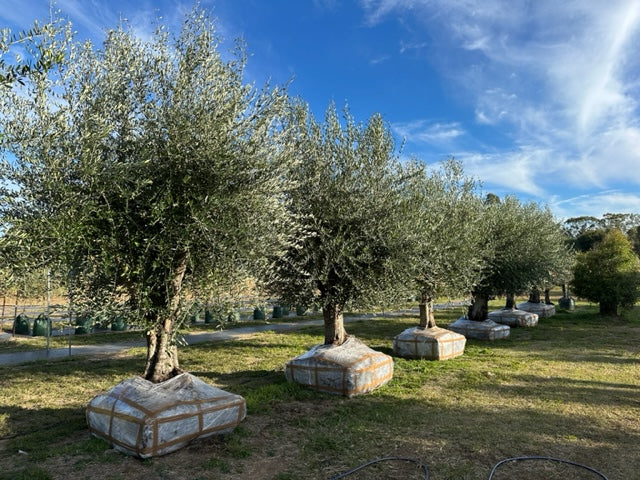 Large Mature Olive Tree – Manzanillo Variety – Pots & Branches