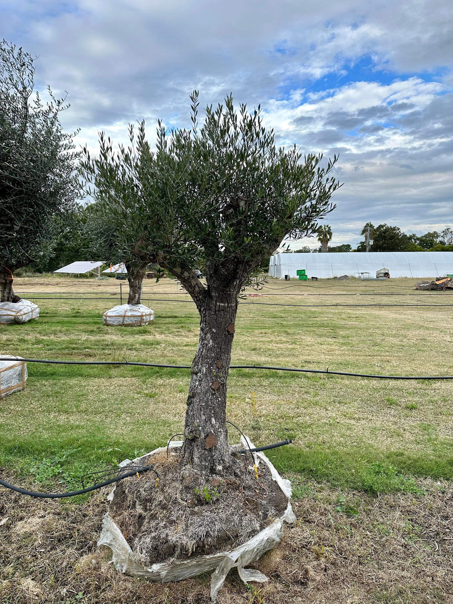 Buy Mature Olive Trees Gold Coast | Delivered – Pots & Branches