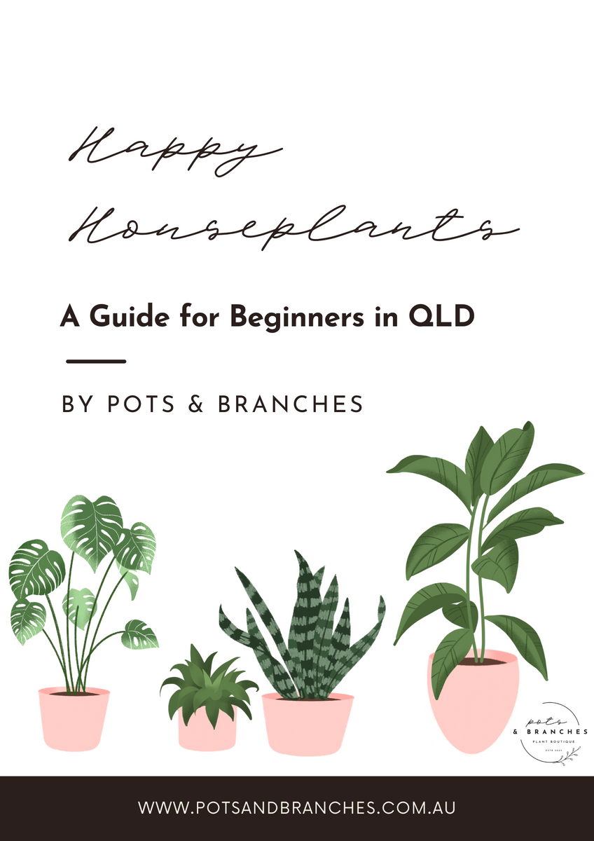Happy Houseplants - A Guide For Beginners in Queensland – Pots & Branches