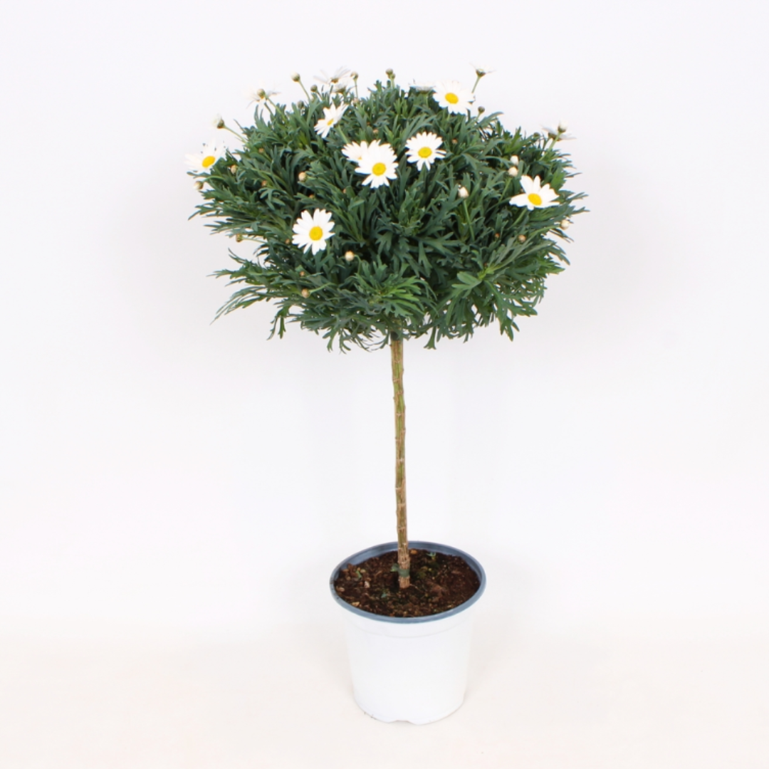 Standard Marguerite Daisy Tree – Pots & Branches