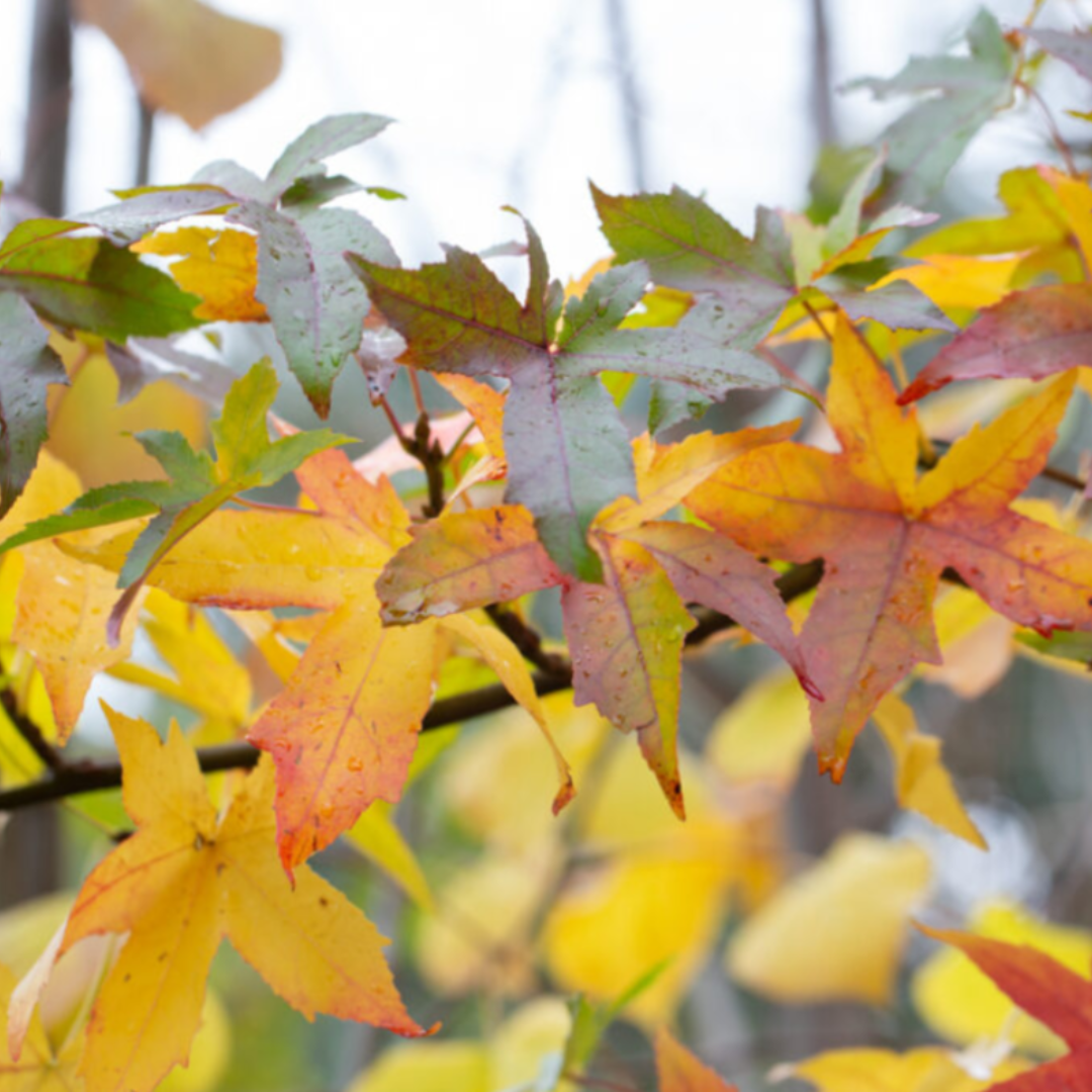Liquid Amber Maple 200mm – Pots & Branches