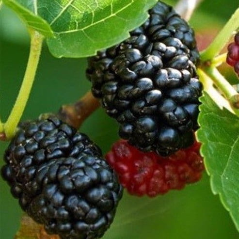 Dwarf Mulberry Tree 140mm – Pots & Branches