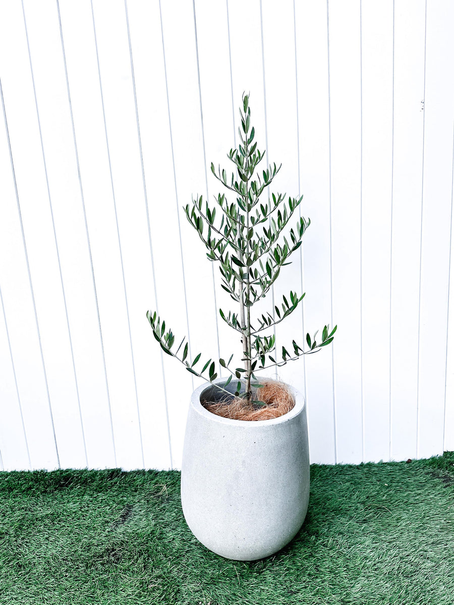 Premium Olive Trees Gold Coast | Small to Advanced Sizes – Pots & Branches